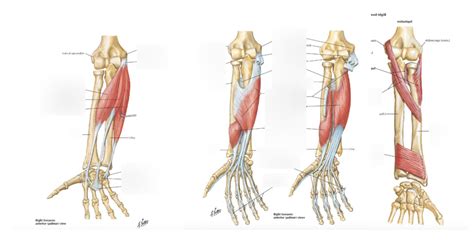Quiz 2 Forearm Flexors And Pronators Diagram Quizlet