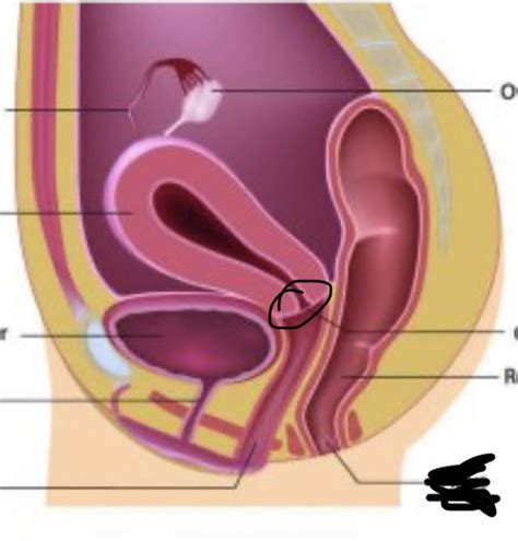 Side View Of The Female Reproductive System Flashcards Quizlet