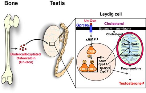 Regulation Of Male Fertility By The Bone Derived Hormone Osteocalcin Pmc