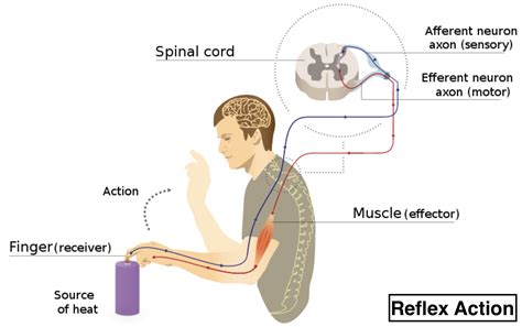 Reflex Action Diagram