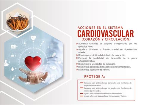 El Indiscutible Poder Milenario Del Ganoderma Lucidum Y El Cordyceps Sinensis Al Beneficio De La