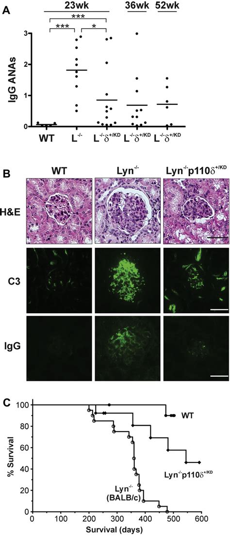 Figure 1 From Attenuation Of Phosphoinositide 3 Kinase δ Signaling Restrains Autoimmune Disease