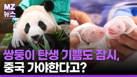 푸바오 쌍둥이 자매 판다들 중국 돌아간다 ㅠㅠ 잘가~~ 가지마~~ 행복해~~ Youtube