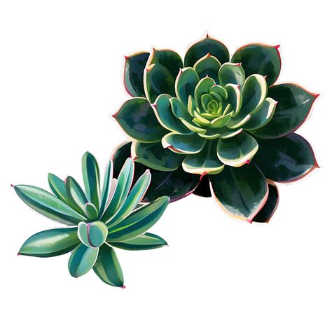 Download Hand Drawn Succulent Png 46