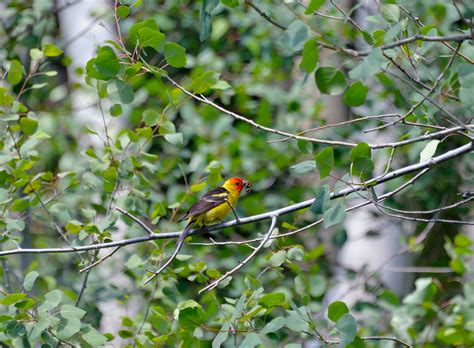 Western Tanager Audubon Field Guide