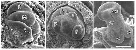 Bud Types Reproductive And Vegetative Bonsai Science