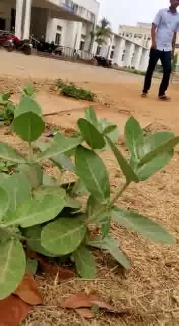 Medicinal Plants Object Detection Dataset By Pratap