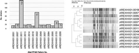 Xbai Pfge Patterns Associated With Human Stec O157 Strains Download Scientific Diagram