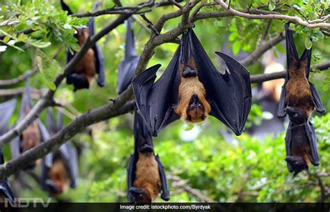 Nipah Virus All You Need To Know About The Deadly Infection Ndtv