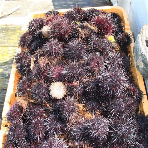 期間限定！！【岩手産 天然 生うに】 牛乳瓶180g入り×2本 ミョウバン不使用 採れたてを発送！ 8月上旬まで 送料込み マルサ嵯峨商店