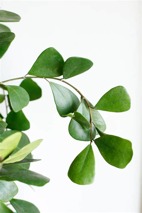 Plant Know How Ficus Triangularis Folia Collective Plant Know How Ficus Triangularis Folia Collective