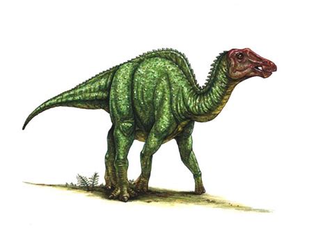 Prosaurolophus Pictures And Facts The Dinosaur Database
