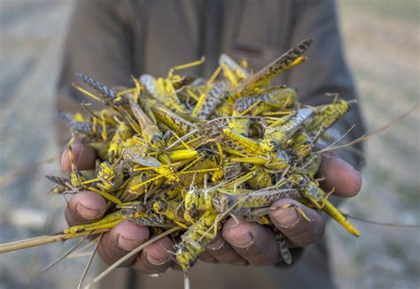 From Plague To Promise How Insects Can Revolutionize Our Food Systems