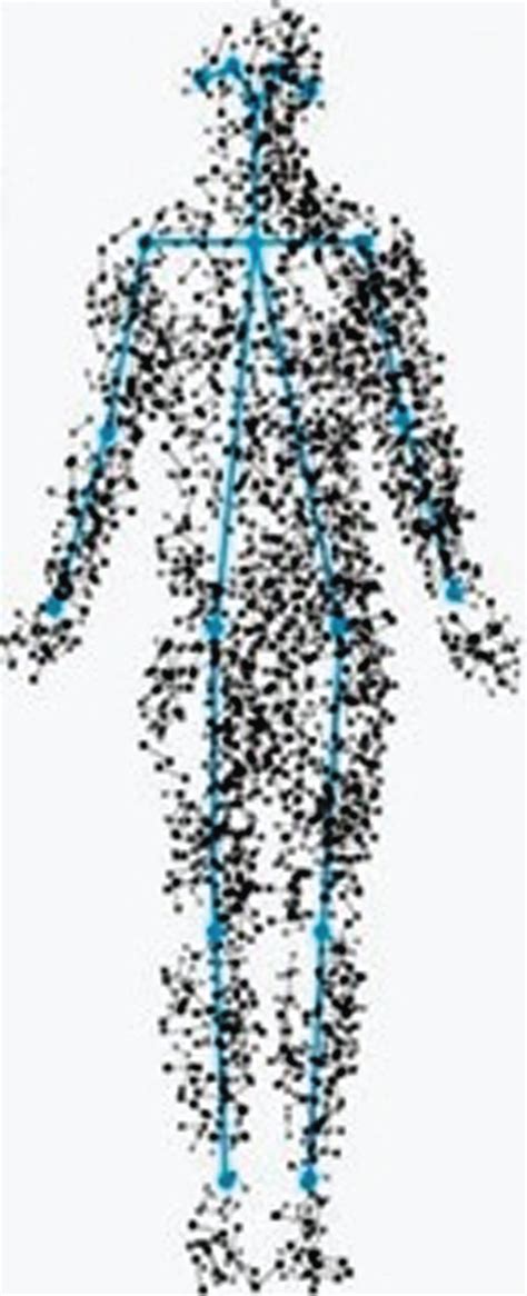 Tracking Results Of Three Body Tracking Algorithms A Cubemos [9] Download Scientific