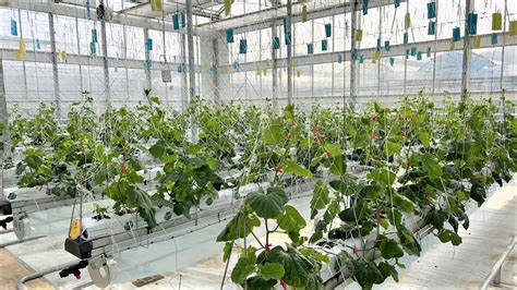 천안 농업기술센터 딸기 오이 참외 행잉베드 태양벨 적용 사진 주엠지디세광