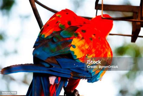 과테말라의 잉꼬라고 불리는 다채로운 새 열대 정원의 보존 공간 중앙 아메리카의 깃털을 치는 것 가축에 대한 스톡 사진 및 기타 이미지 Istock