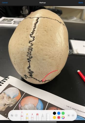 Lab 2 Flashcards Quizlet