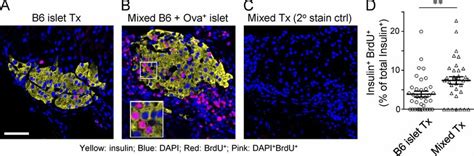 Analyses Of Islet β Cell Proliferation By Brdu Incorporation B6 Download Scientific Diagram