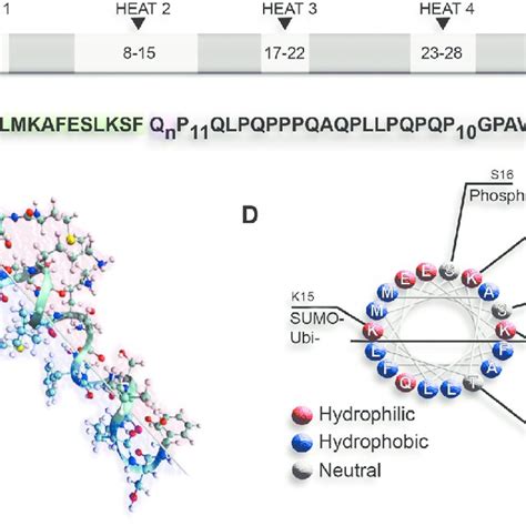 Schematic Representation Of Various Features Of The Huntingtin Htt Download Scientific