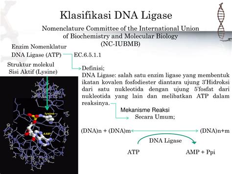 Ppt Klasifikasi Mekanisme Dan Aplikasi Enzim Dna Ligase Powerpoint