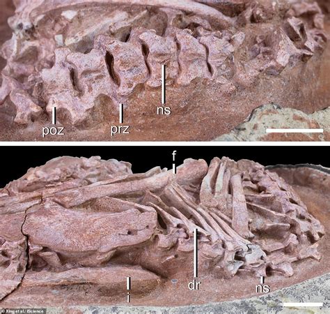 Fossils Exquisitely Preserved Dinosaur Embryo Discovered Inside A 72