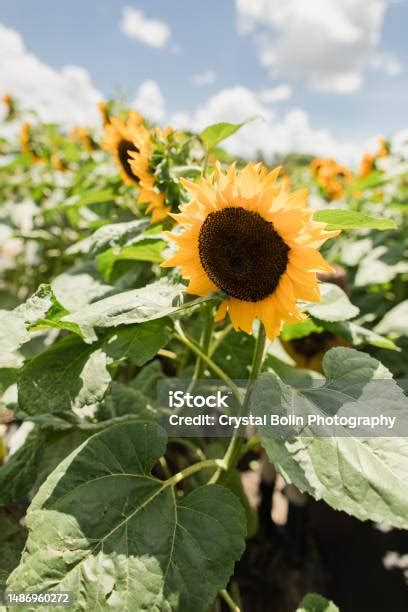 햇볕이 잘 드는 플로리다 남부의 햇살 아래 자라는 크고 활기찬 노란 해바라기 밭 2023년 봄 지구의 날 꿀벌이 꽃을 수분하는 정오에 푹신한 흰 구름으로 가득 찬 푸른 하늘