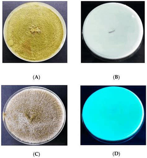 Colonies Of The Aflatoxigenic And Non Aflatoxigenic Isolates Of A