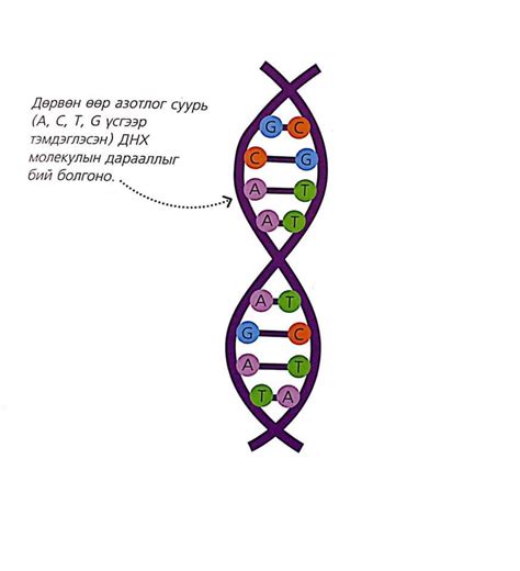 5️⃣Ген ДНХ молекул нь Мэдлэгээ хуваалцая Шинжлэх ухаан