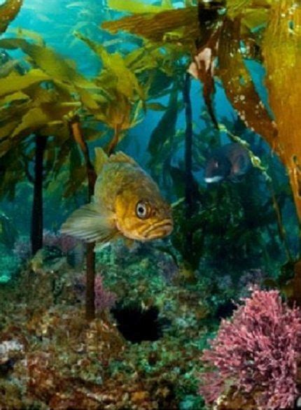 Sea Jewels Kelp Rockfish