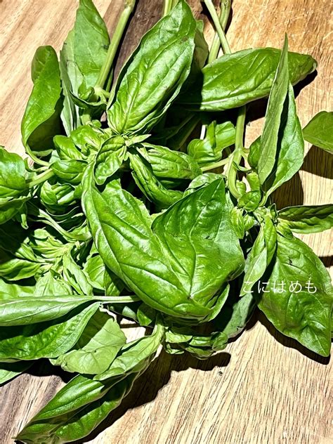 バジルの茎も使って作り置き！「バジルのトマトソース」と「バジルのトマトソースペンネ」作り方・レシピ。 こにはめも