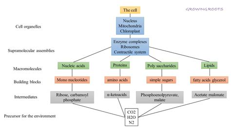 Hierarchy Of Molecular Organisation