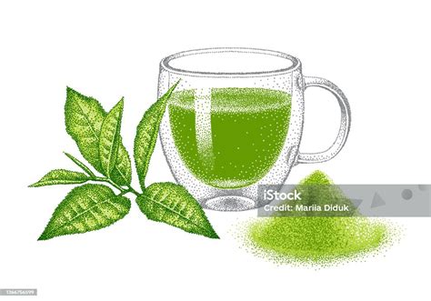 말차 녹차 집합 유리 더블 월 컵 분말 및 녹차 잎 일본 음료 뾰족한 스타일로 스케치합니다 손으로 그린 벡터 마카차에 대한 스톡