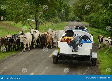 Mucche Che Bloccano La Strada Per Il Camion E La Barca Nel Panama Fotografia Stock Immagine Di
