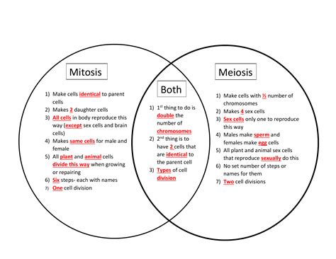 Similarities And Differences Between Mitosis And Meiosis Ven