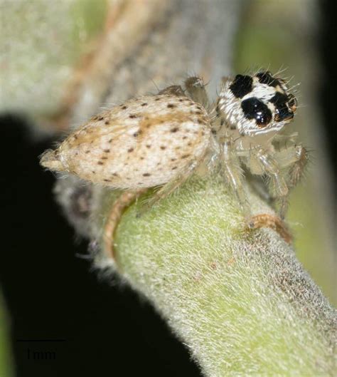 36 Common Spiders In Oregon Pictures And Identification