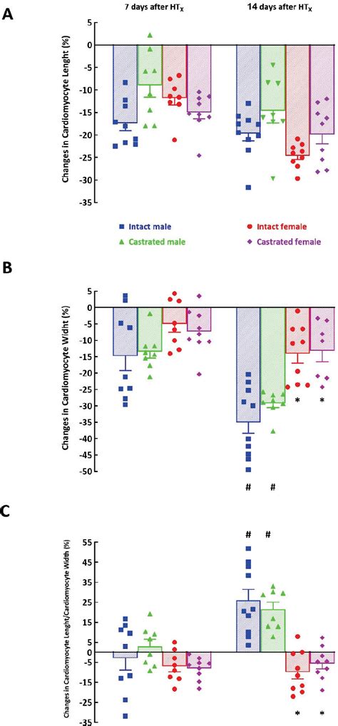 Figure 1 From Sex Linked Differences In Cardiac Atrophy After