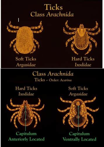 Arthropods Ticks Flashcards Quizlet