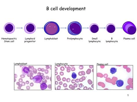 Ppt B Cell Development Powerpoint Presentation Free Download Id