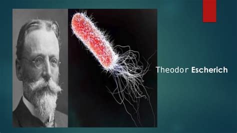 Medical Bacteriology Escherichia Coli E Coli Ppt