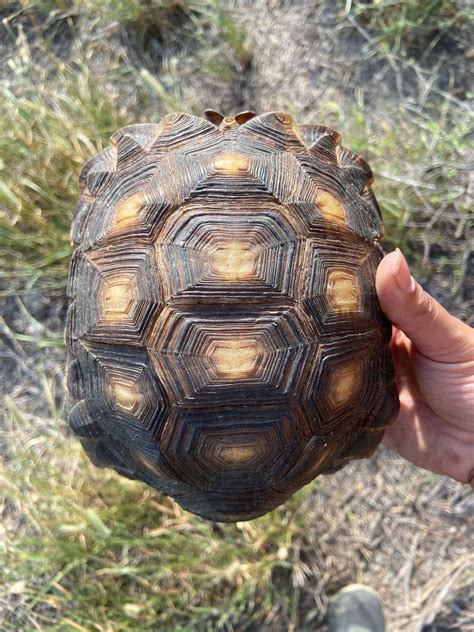 Texas Tortoise Texas Turtles