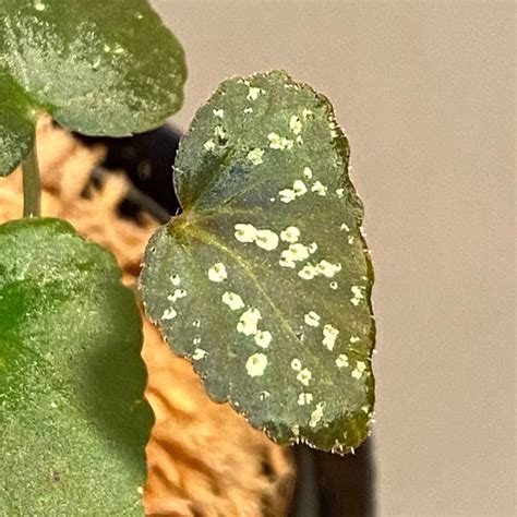 Begonia Variabilis From Dabong Tk150717 M・r