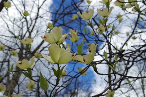 Flowering Trees Native To Missouri Best Flower Site