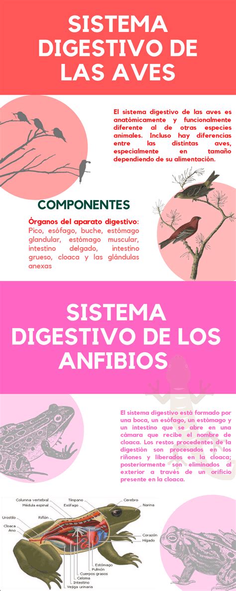 Infografía Sistema Digestivo De Las Aves Y Los Anfibios Apuntes De