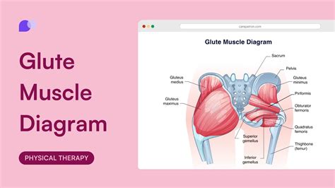 Glute Muscle Diagram Youtube