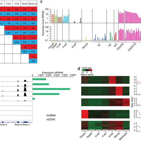 Expression Patterns Of Known Long Noncoding Rna Lncrna Genes During