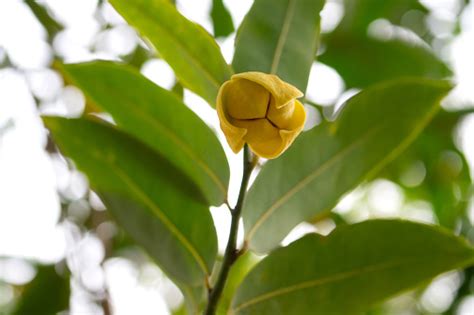 Melodorum Fruticosum 잎과 흐린 배경에 노란 꽃 향기로운 꽃 화이트 치즈 우드 악마 나무 시사켓 지방의 꽃 태국 0명에 대한 스톡 사진 및 기타 이미지