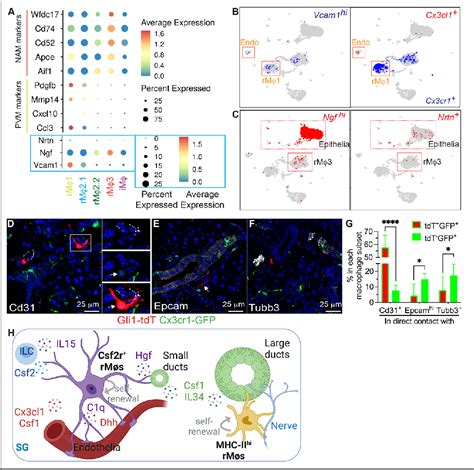 Figure 5 From A Salivary Gland Resident Macrophage Subset Regulating Radiation Responses