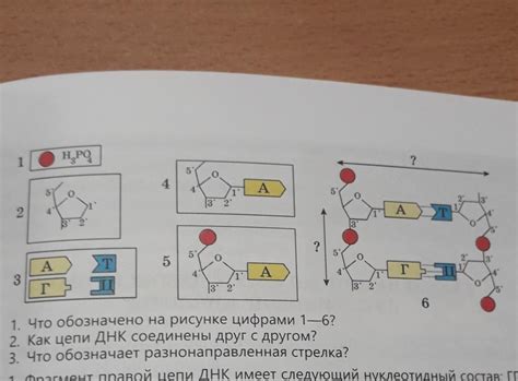 что обозначено на рисунке 1 6 как цепи Днк соединены друг с другом что обозначает Школьные
