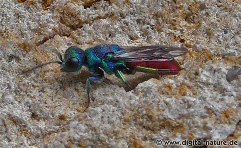 Goldwespe Chrysis Cf Gracillima