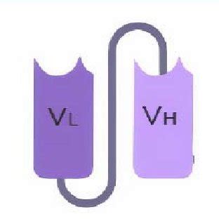 The Single Chain Fragment Variable Format 43 V H And V L Are Download Scientific Diagram